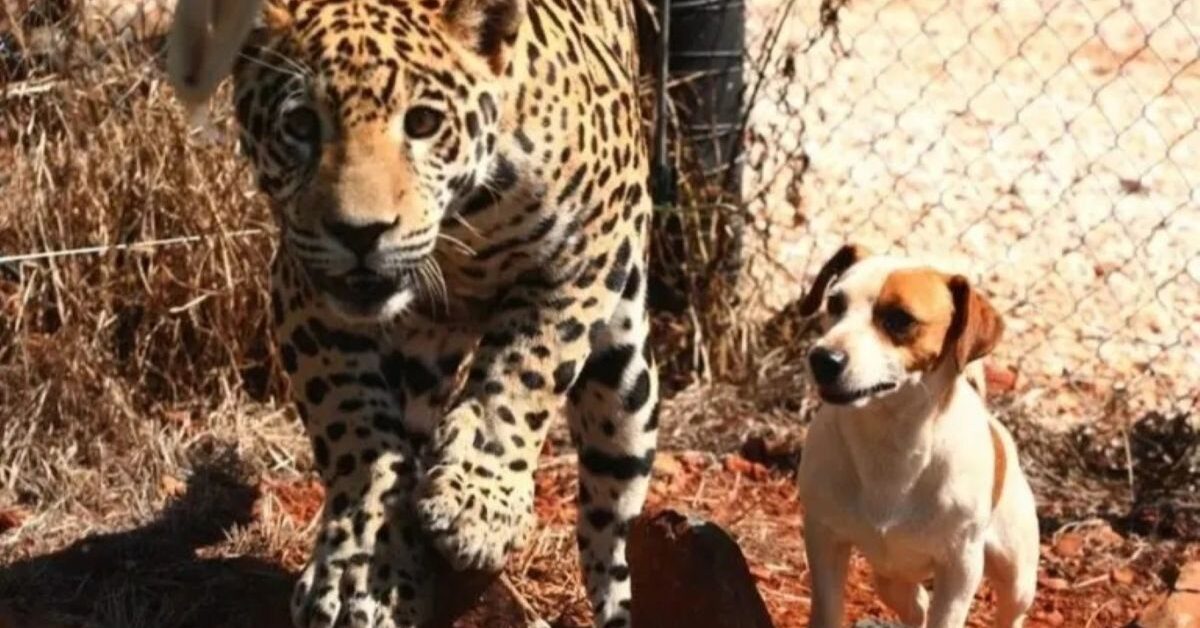 Tentano di separare un giaguaro "pericoloso" da un cane indifeso, ma ...