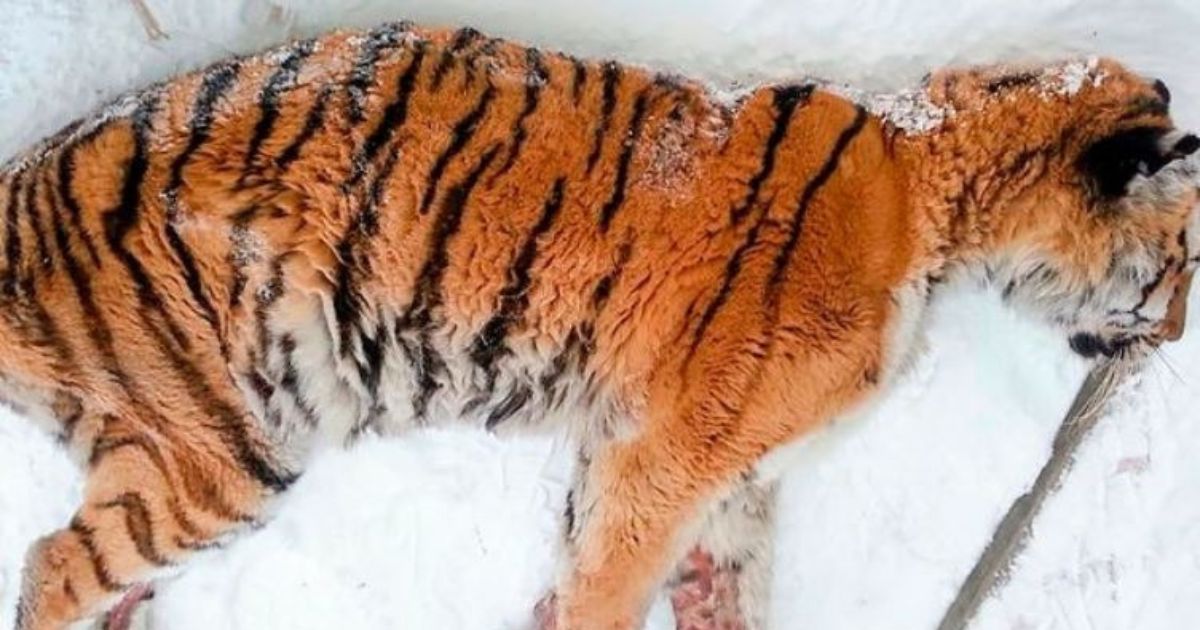 Un dolore insopportabile spinge una tigre affamata a lasciare il suo ...