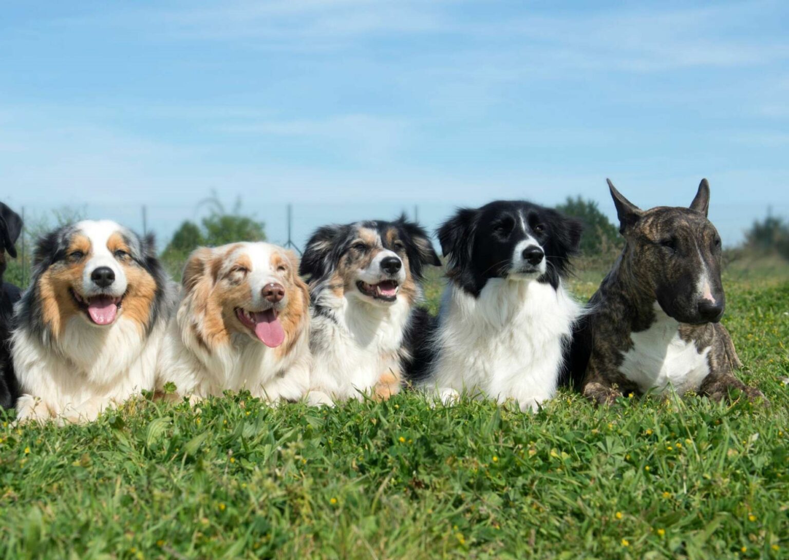 Quale razza di cane preferisci? Scegline una e scopri chi sei davvero