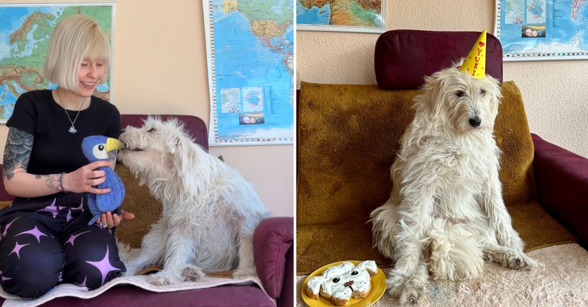 Questa cagnolina riceve il suo primo giocattolo di tutta una vita, la ...