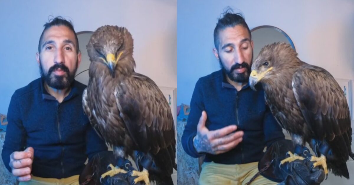 Vive con un'aquila come animale domestico: "Il nostro rapporto è basato ...