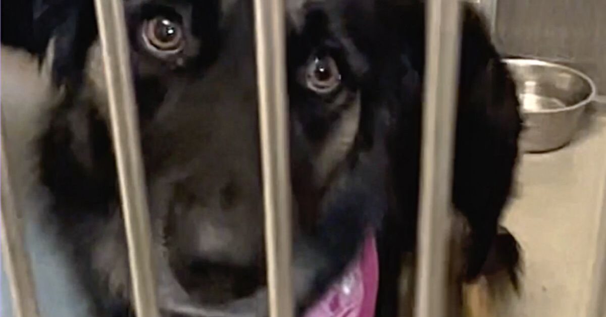 "Ho sentito tutta l'angoscia nei suoi occhi", quando una cagnolina ...