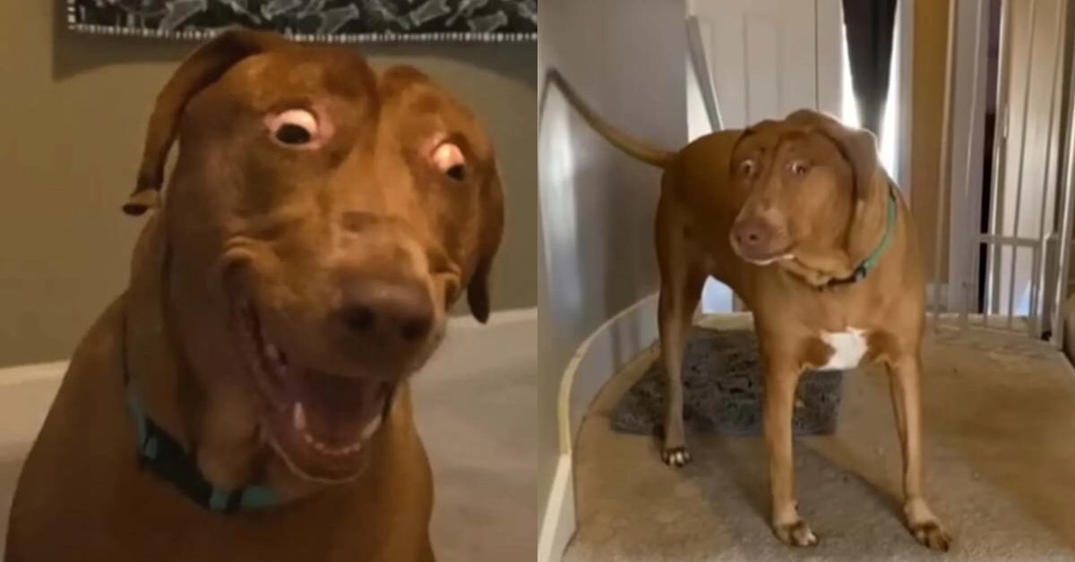 Cagnolino con un viso esilarante e una personalità divertente fa ...