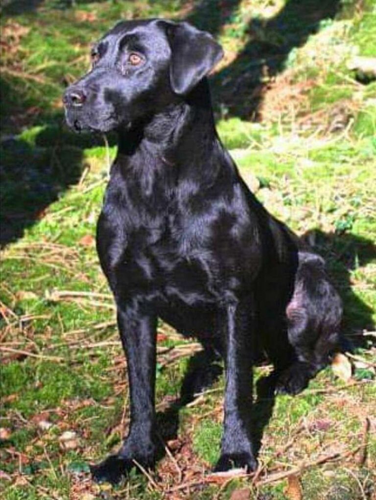 Questo Labrador Retriever ha dato alla luce ben 13 cuccioli neri