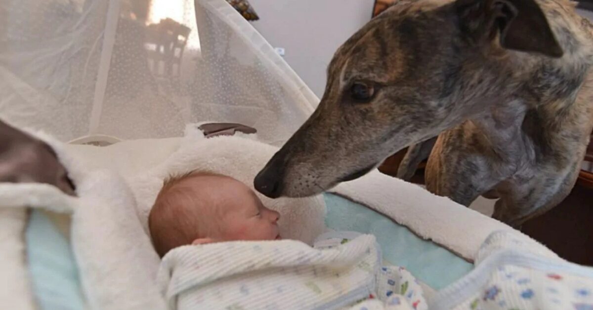 Mosley, il levriero salvato dai maltrattamenti si scioglie quando ...