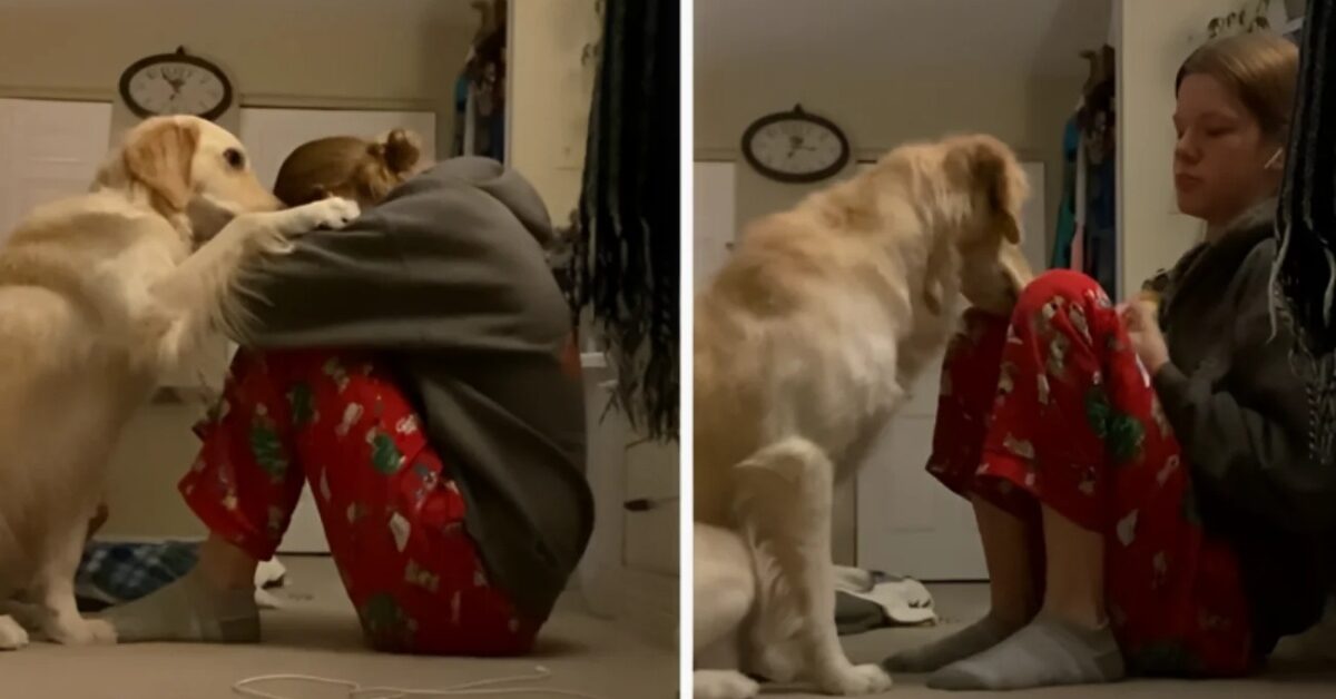 La ragazza piange e il Golden Retriever fa qualcosa di inaspettato per ...