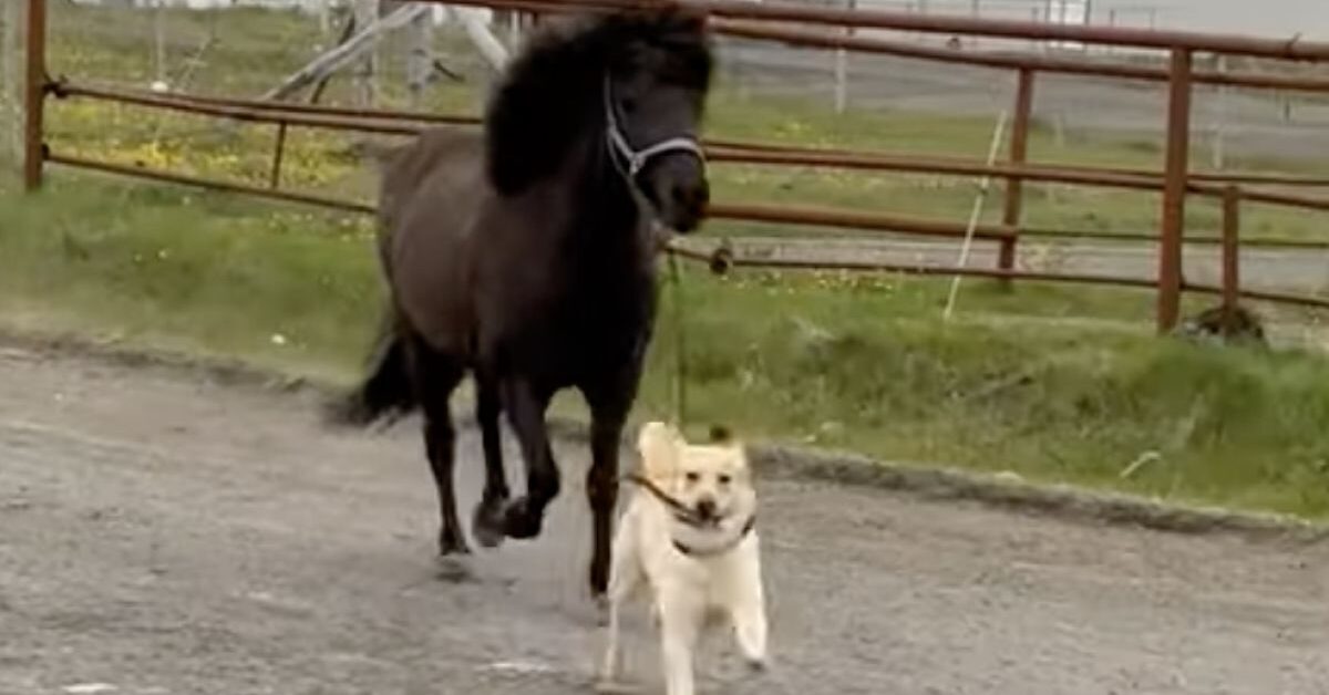 Cagnolino porta letteralmente "a spasso" un cavallo in una fattoria (VIDEO)