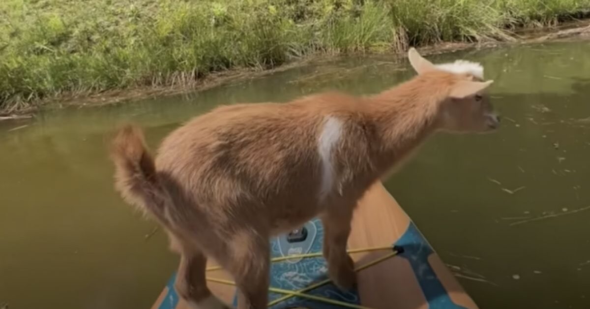 Una capretta incontenibile viene adottata e non si perde neanche un ...