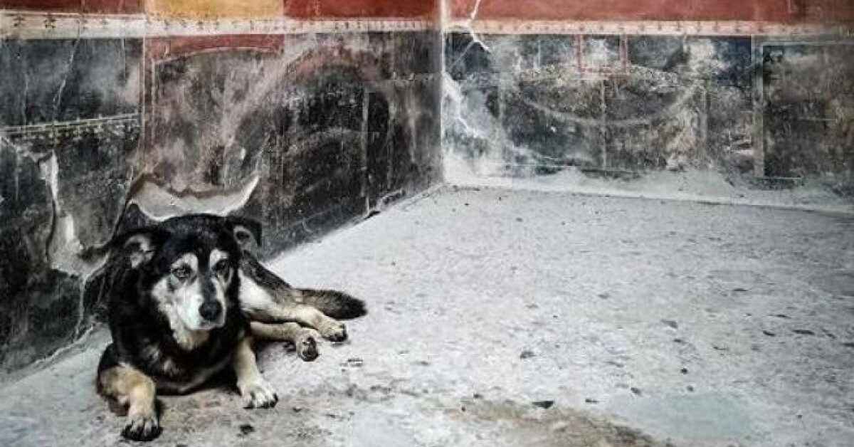 Chi era Argo, il cagnolino più famoso della città archeologica di ...