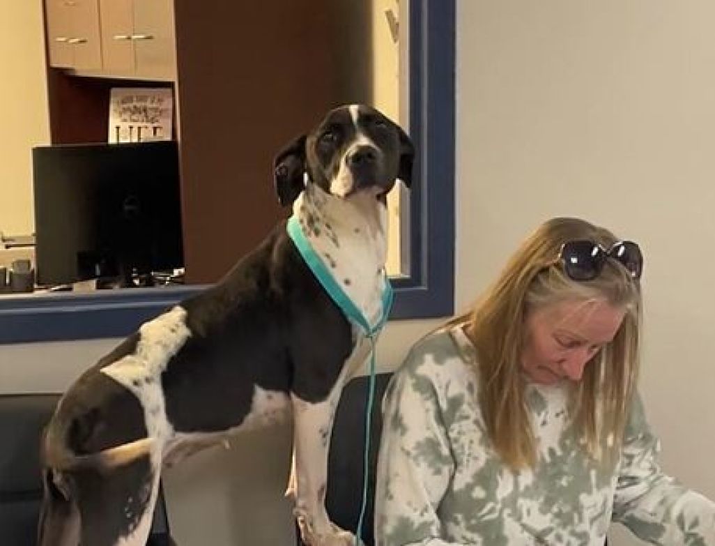 La reazione di questa cagnolina quando viene adottata ha commosso tutti al rifugio (VIDEO)