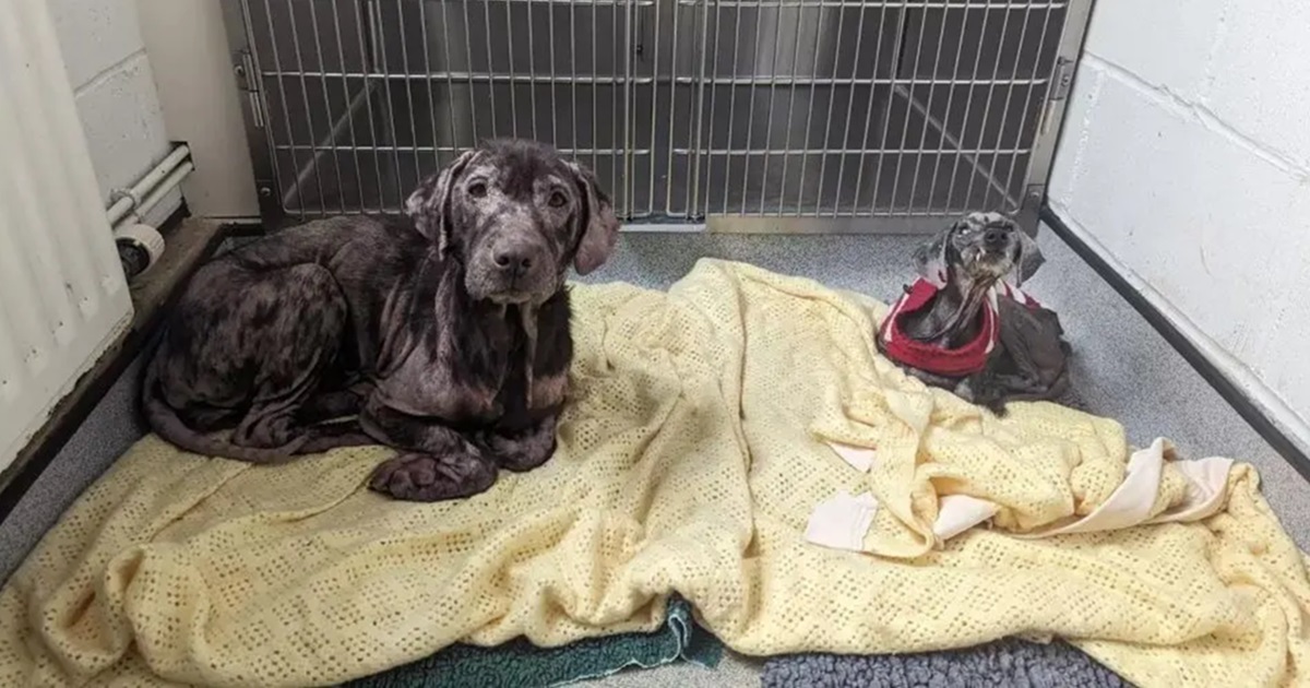 Abbandonati e molto malnutriti, i due cani vengono salvati insieme: il ...