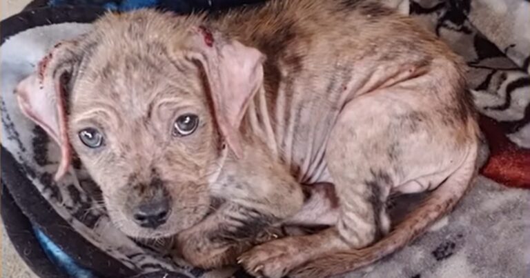 Cagnolino abbandonato non si dà pace: non accetta che la sua famiglia ...