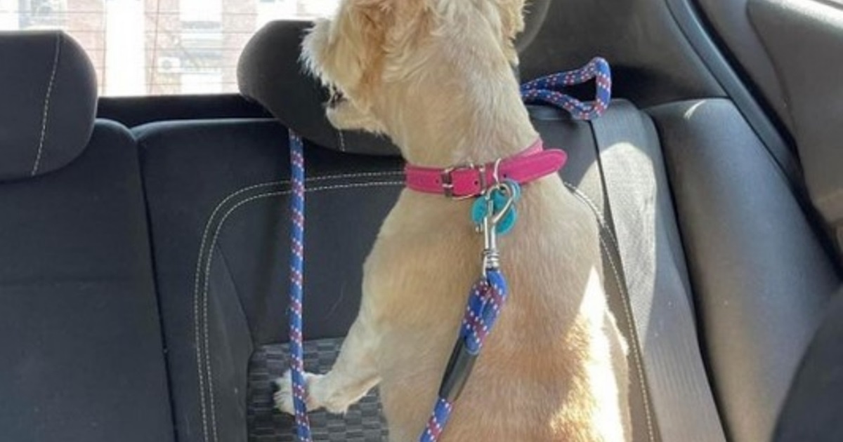 Cagnolino abbandonato non si dà pace: non accetta che la sua famiglia ...