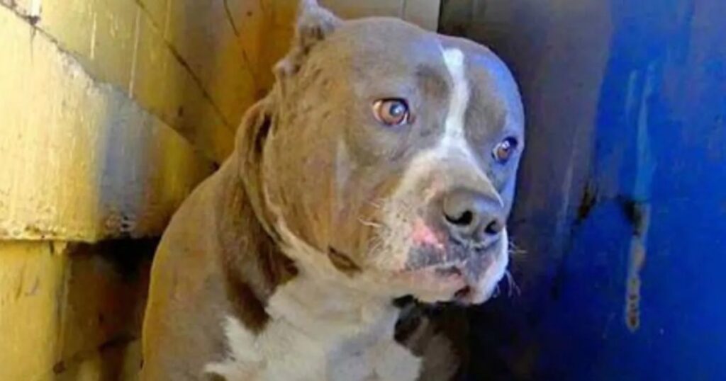 Cagnolino abbandonato non si dà pace: non accetta che la sua famiglia ...