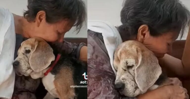Cagnolino abbandonato non si dà pace: non accetta che la sua famiglia ...