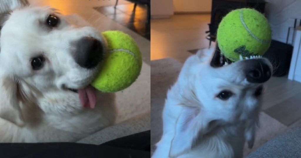 Questo Labrador Retriever ha dato alla luce ben 13 cuccioli neri