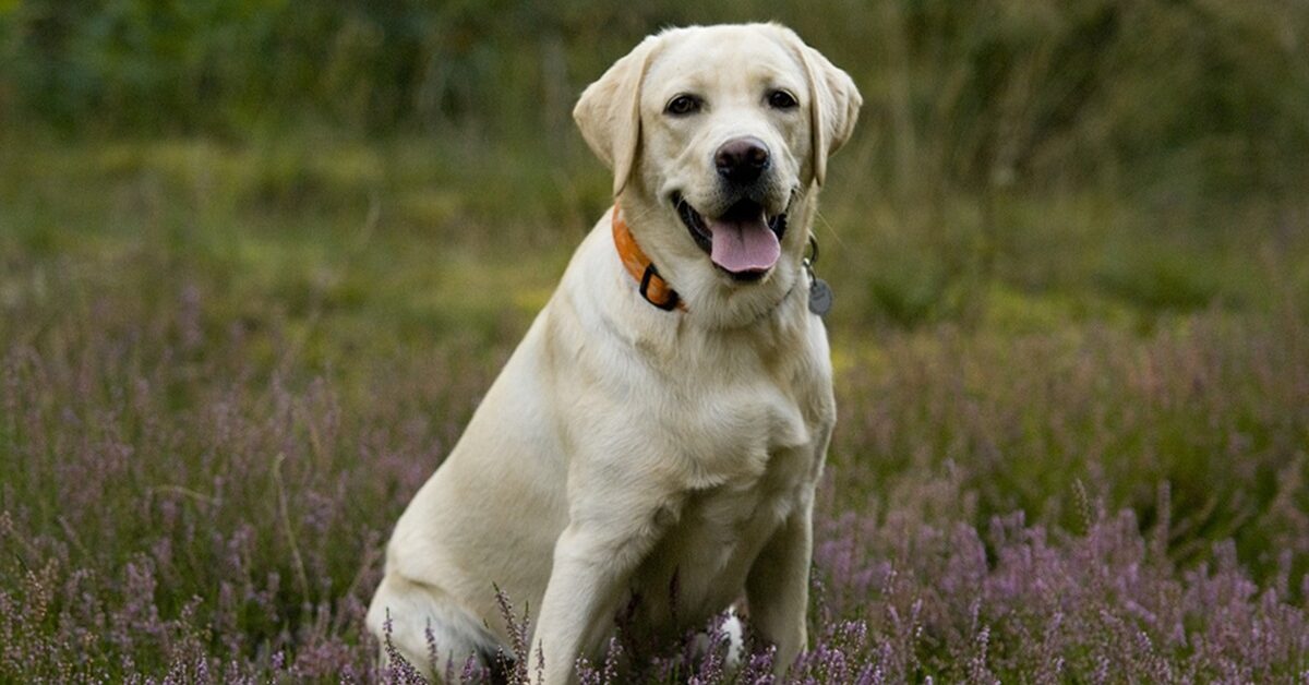 Contatta il direttore di un hotel per chiedere se può portare con sé il ...