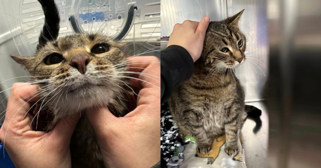 Dopo 10 anni la donna restituisce il gatto al rifugio: la motivazione ...