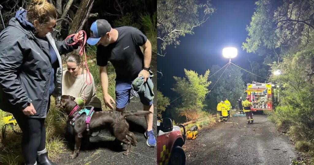 Jazzy, la cagnolina che è tornata nel canile in cui era stata adottata ...