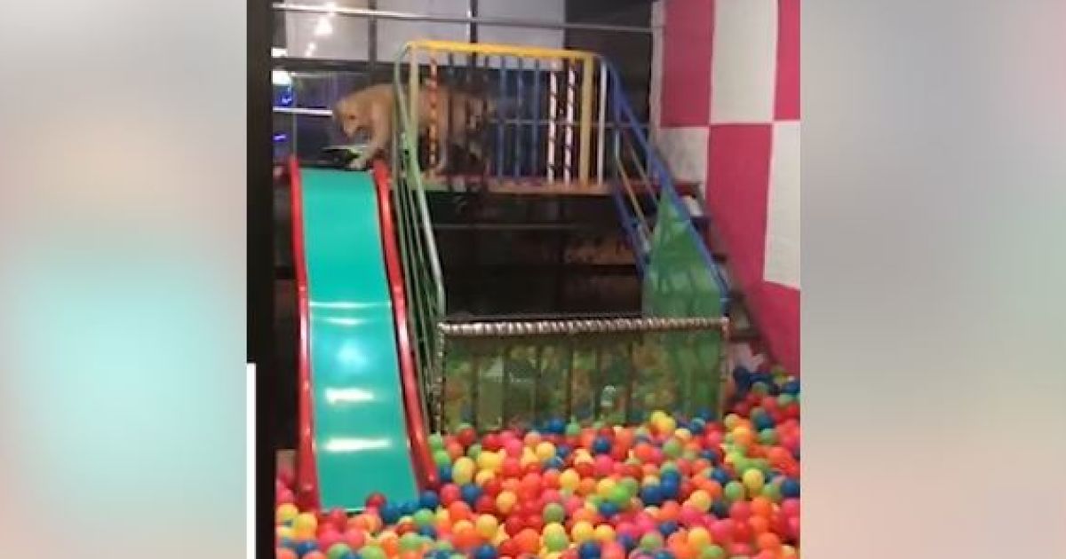 Scivola dentro una vasca gigantesca di palline colorate, il cagnolino ...